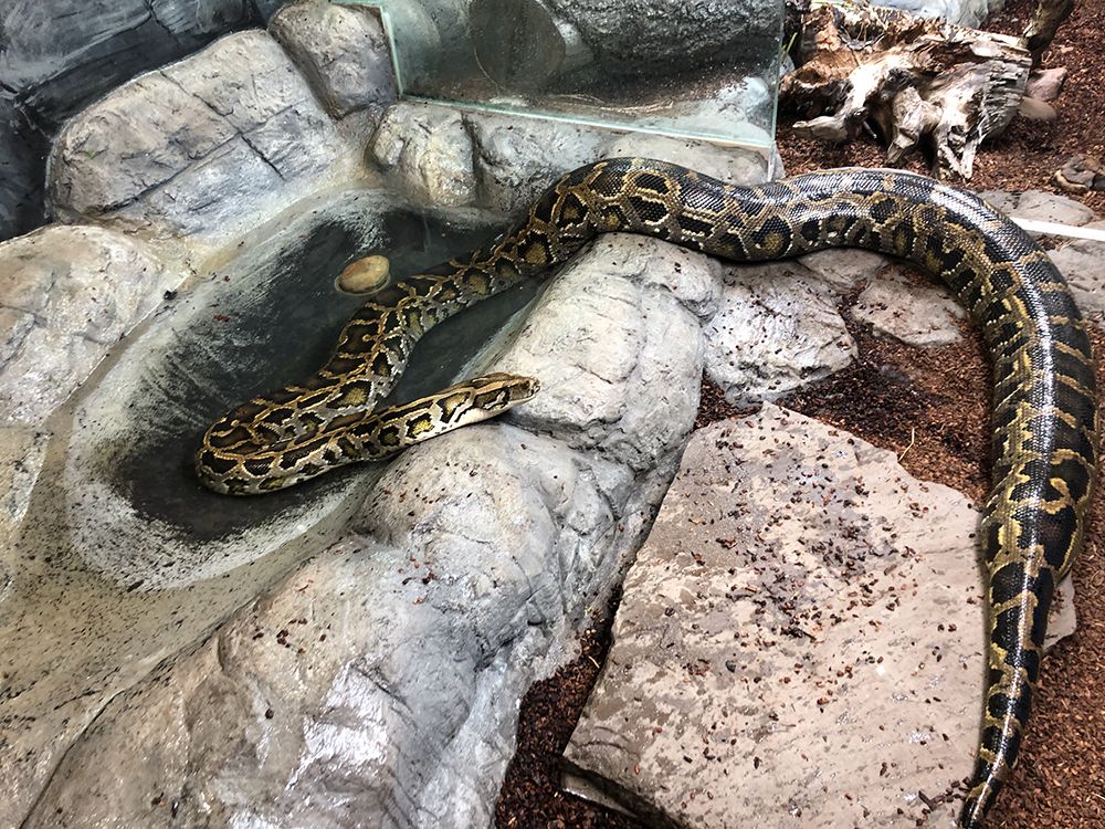 Woman hospitalized following snake bite call at Edmonton Valley Zoo ...