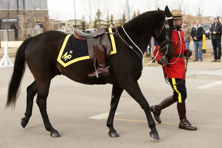 Photos Regimental Funeral Procession For Rcmp Const Harvinder Singh Dhami Edmonton Journal 2763