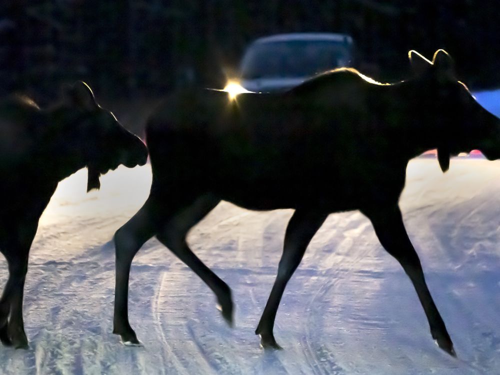 Motorcycle rider died after colliding with moose: RCMP | Edmonton Journal