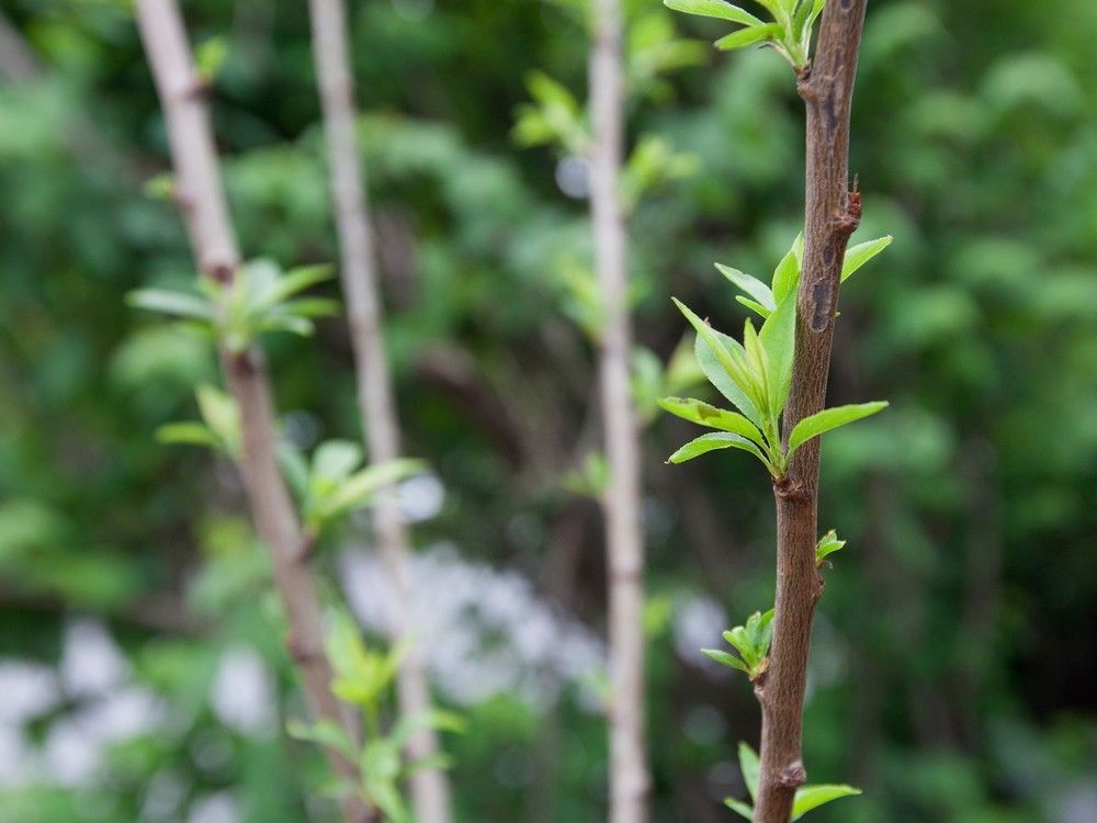 GROWING THINGS: Training a leader branch | Edmonton Journal