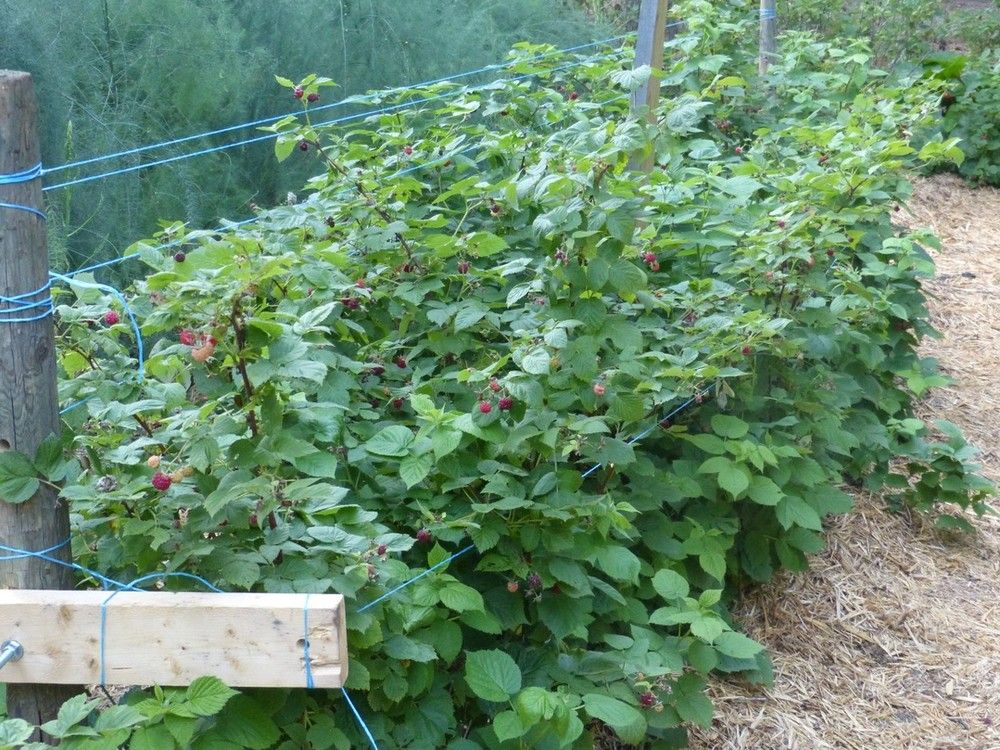 GROWING THINGS: Tucking grapevines in for winter | Edmonton Journal