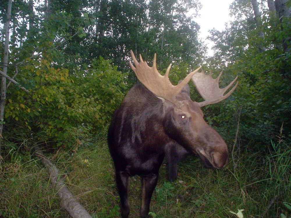 'Life insurance for this property': Moose Pasture north of Edmonton ...
