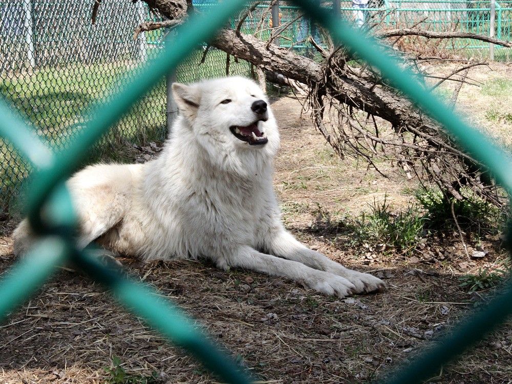 Edmonton Valley Zoo announces two additions to wolf pack | Edmonton Journal