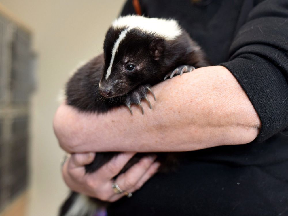 ‘Pretty simple animals’: Cold Lake hires trapper for free skunk removal ...