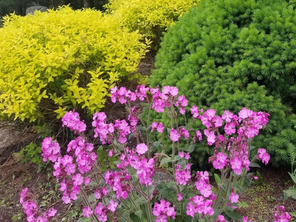 Growing Things: How a rockery can help you grow in heavy clay soil ...