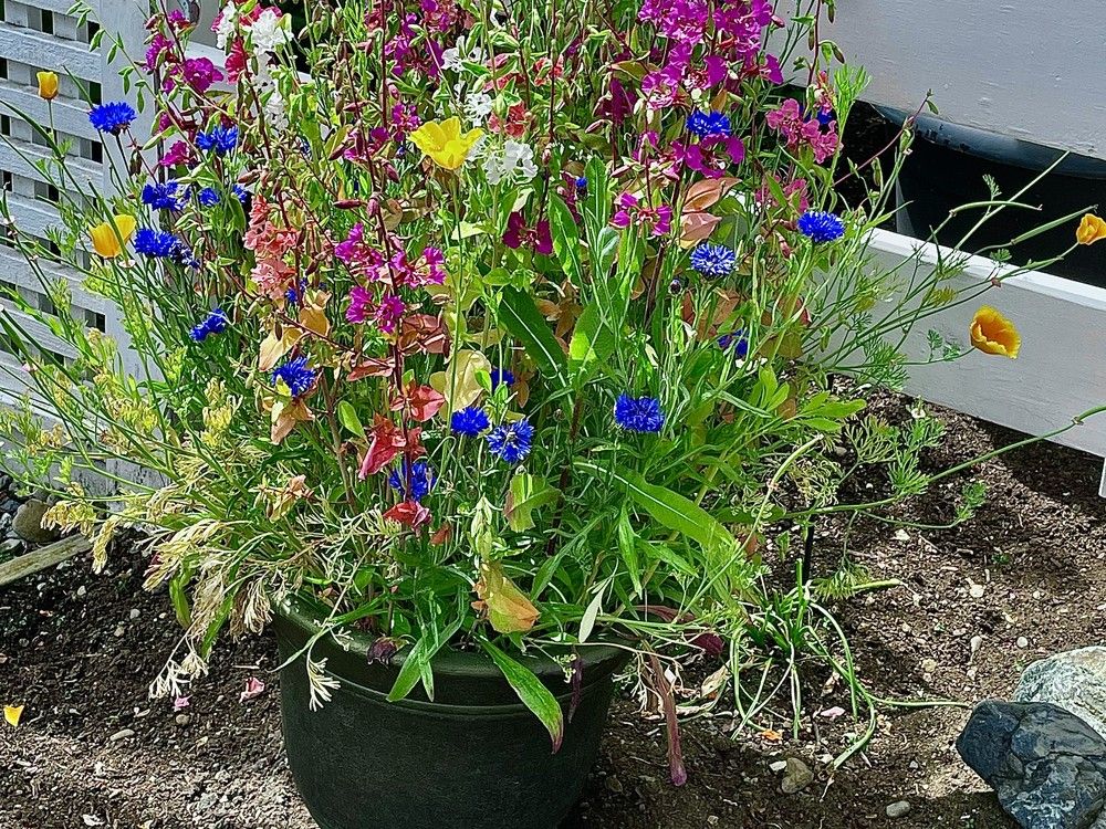 Growing Things: How to grow wildflowers in containers | Edmonton Journal