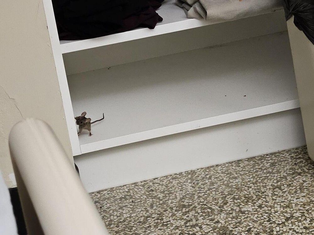 'Disgusting': Mice spotted again at Edmonton psychiatric hospital ...