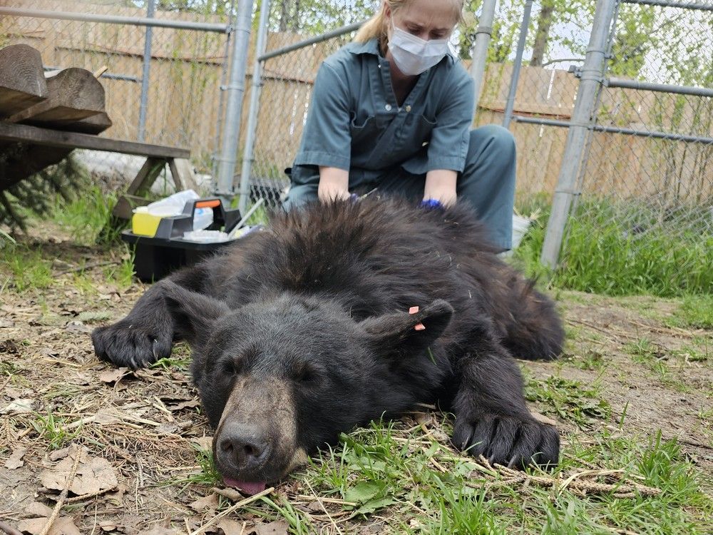 Emaciated cub found in Westlock healthy, freed after 230 days in rehab ...