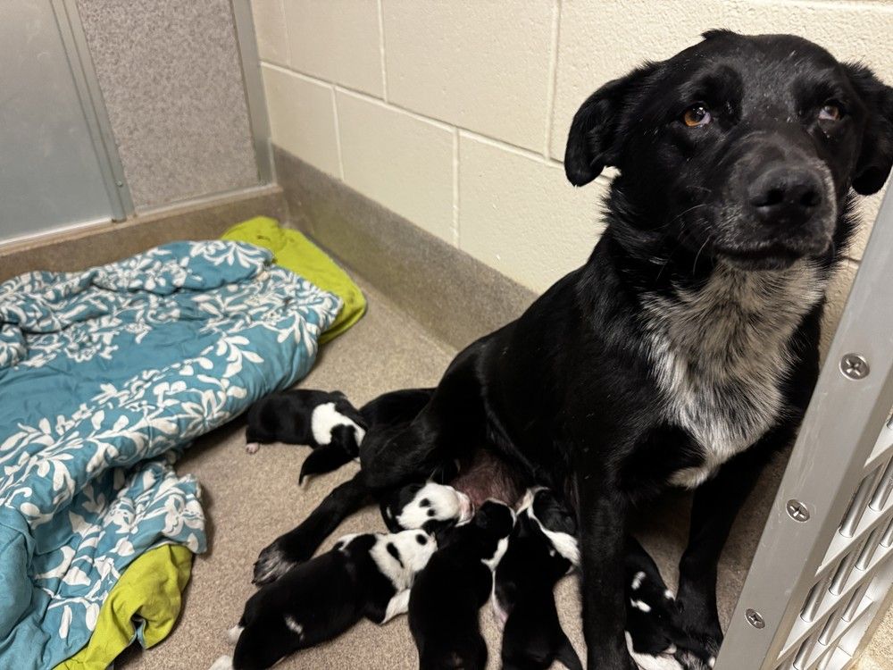 Alberta man charged with animal cruelty after 72 dogs seized | Edmonton ...