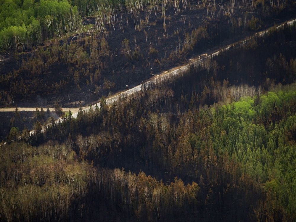 Canada primed for more severe wildfire days, driven by dry forest fuel ...