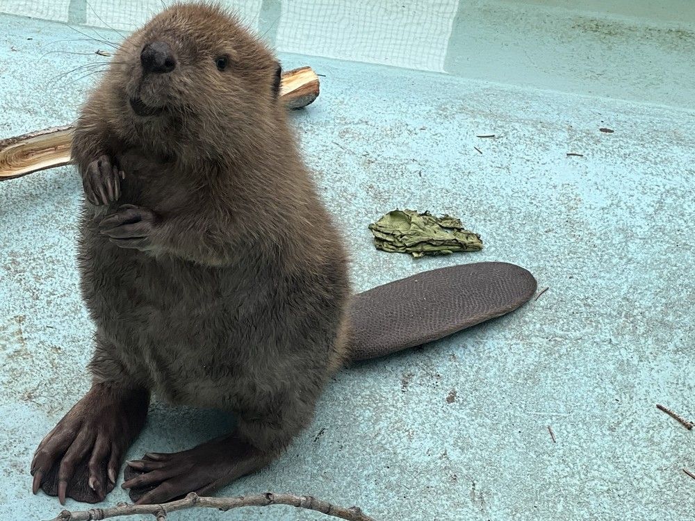 'This is really unique': Alberta beaver bonds with animal rescue staff ...