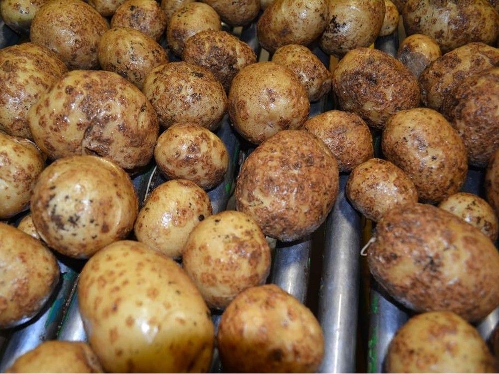 Growing Things: How to prevent potato scab | Edmonton Journal