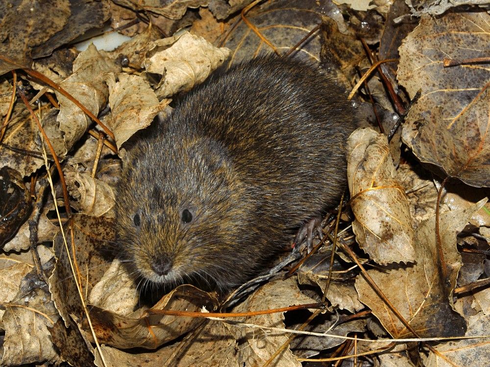 Growing Things: How to deal with vole damage | Edmonton Journal