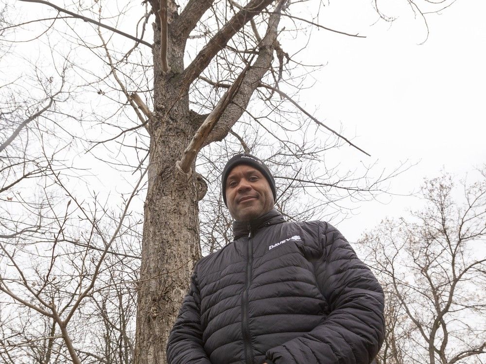 'Zombie trees': Halloween highlights living dead hazards, says arborist ...