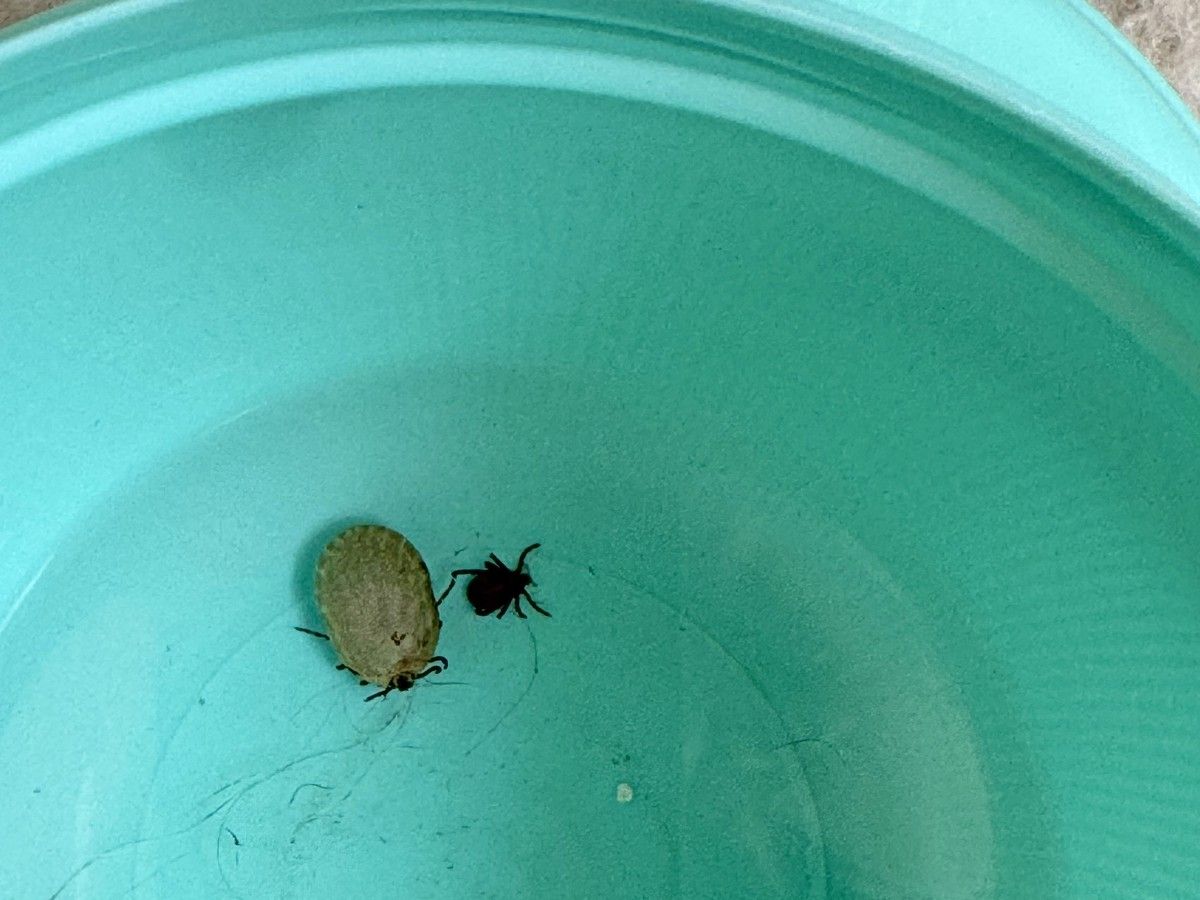 Urban tick woes, threat of Lyme disease creep further into Edmonton ...