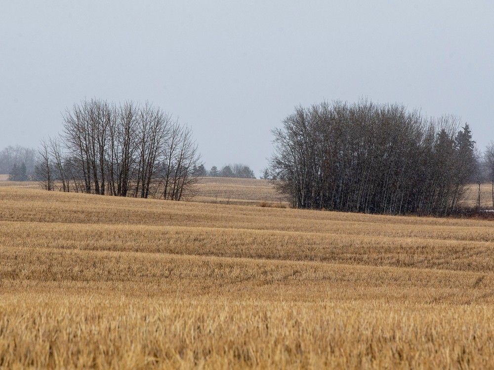 Red Deer storm: State of emergency declared after powerful winds wreak ...