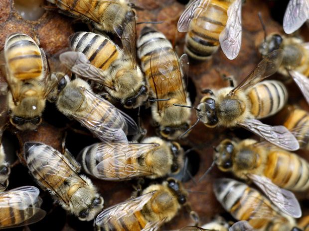 Swarm banking: coming to a branch near you | Financial Post