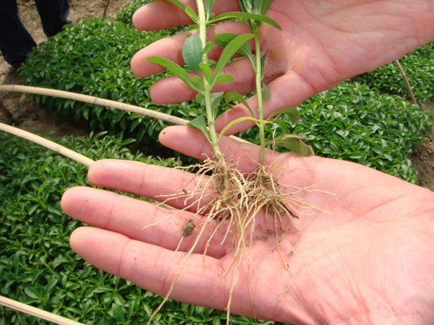 EU sweet on stevia; GLG Life Tech gets boost | Financial Post