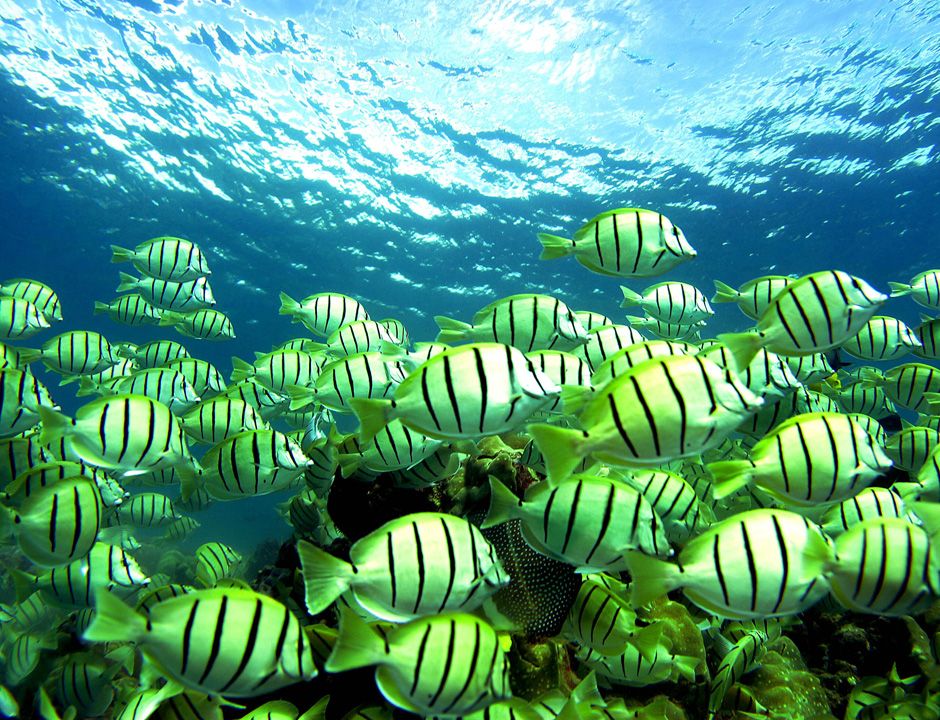 Plenty of Fish founder puts focus on growth | Financial Post