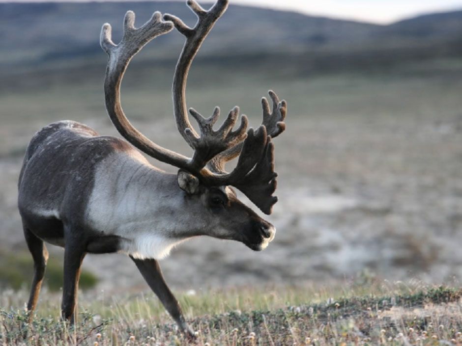 Izok Corridor: Tories mull Chin's massive mining plan for Arctic ...