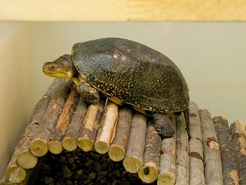 Ontario Court of Appeal says endangered turtles trump wind farms ...