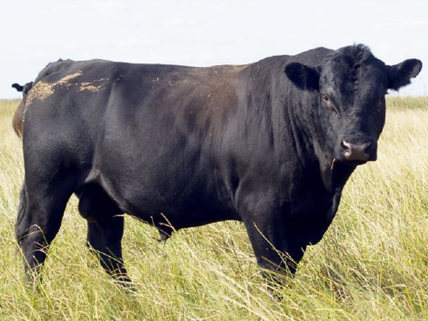 What investors need to know to put the $17 trillion bull market into ...