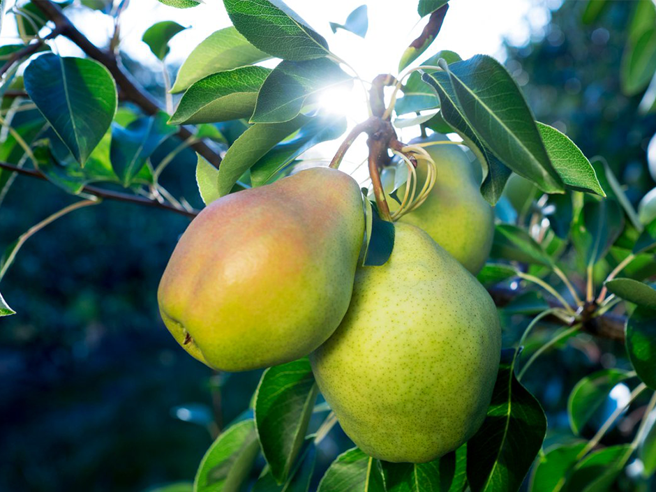 Canada's own hybrid pear could feed a growing appetite for the fruit ...