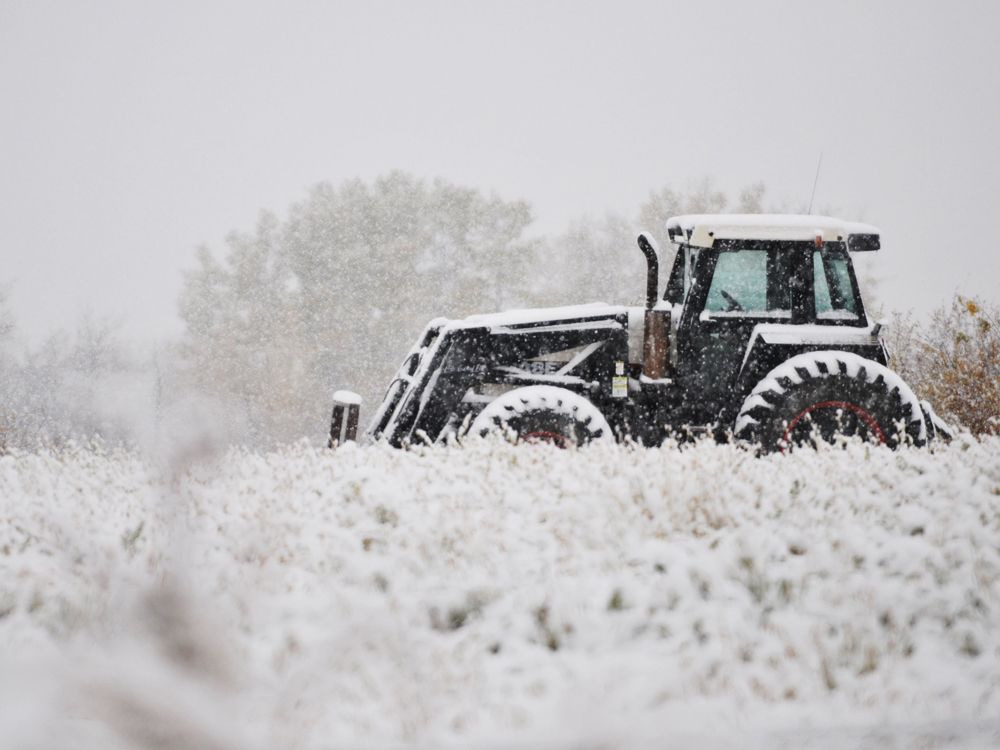 It's snowing so much in Canada that crops can't get harvested and ...