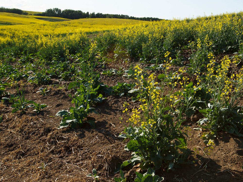 While rains swamp U.S. Midwest, parched soils hamper Canadian crop ...