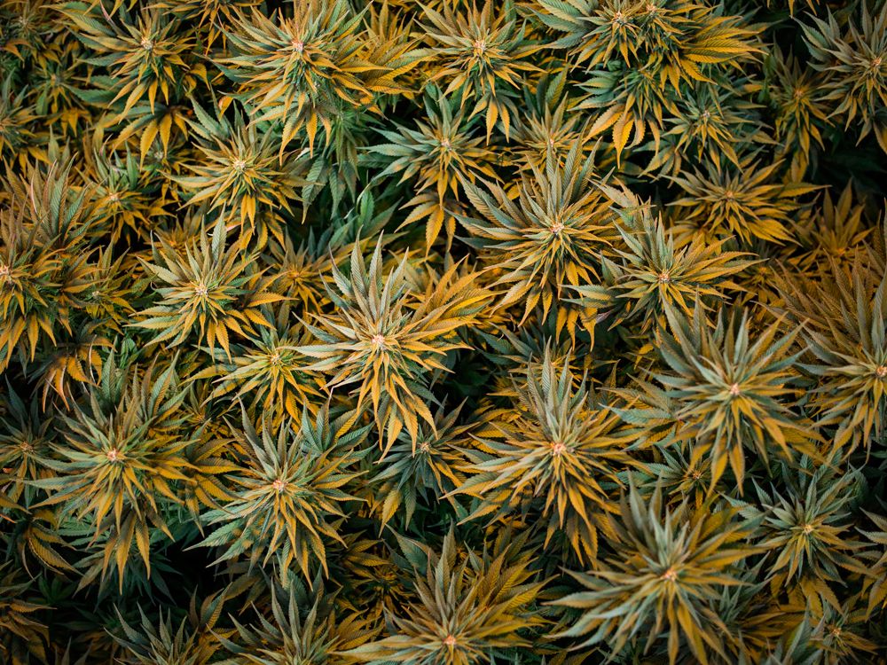 Cannabis dealmaker Andy DeFrancesco resigning from SOL Global to lead ...