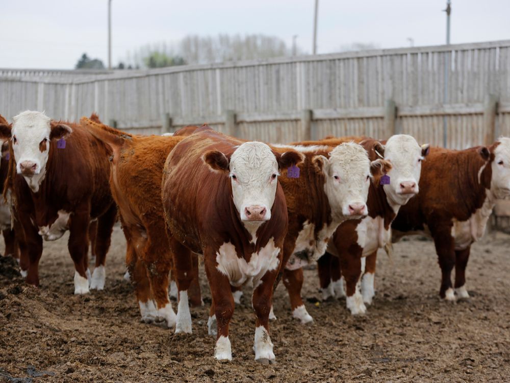 How to fix the Canadian beef industry's woes | Financial Post