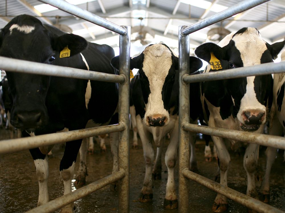 U.S. challenges Canada's dairy quotas in first test of USMCA ...