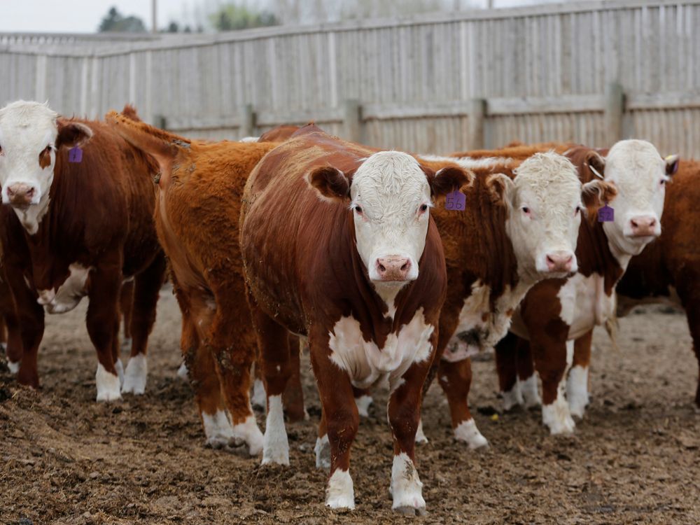 Big beef has bounced back after first devastating outbreaks, but threat ...