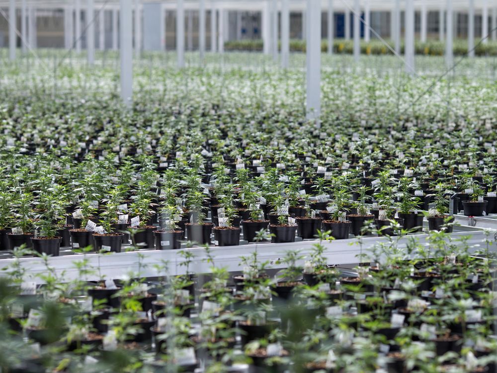 Aphria, Tilray merging to create world's biggest cannabis company ...