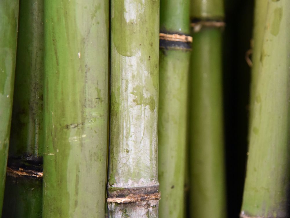 Canada's top toilet paper maker eyes using bamboo for future products ...