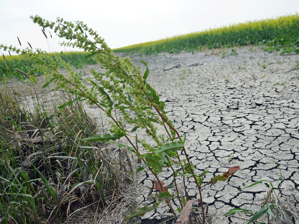 Extreme heat and drought in Western Canada wreak havoc on food system ...