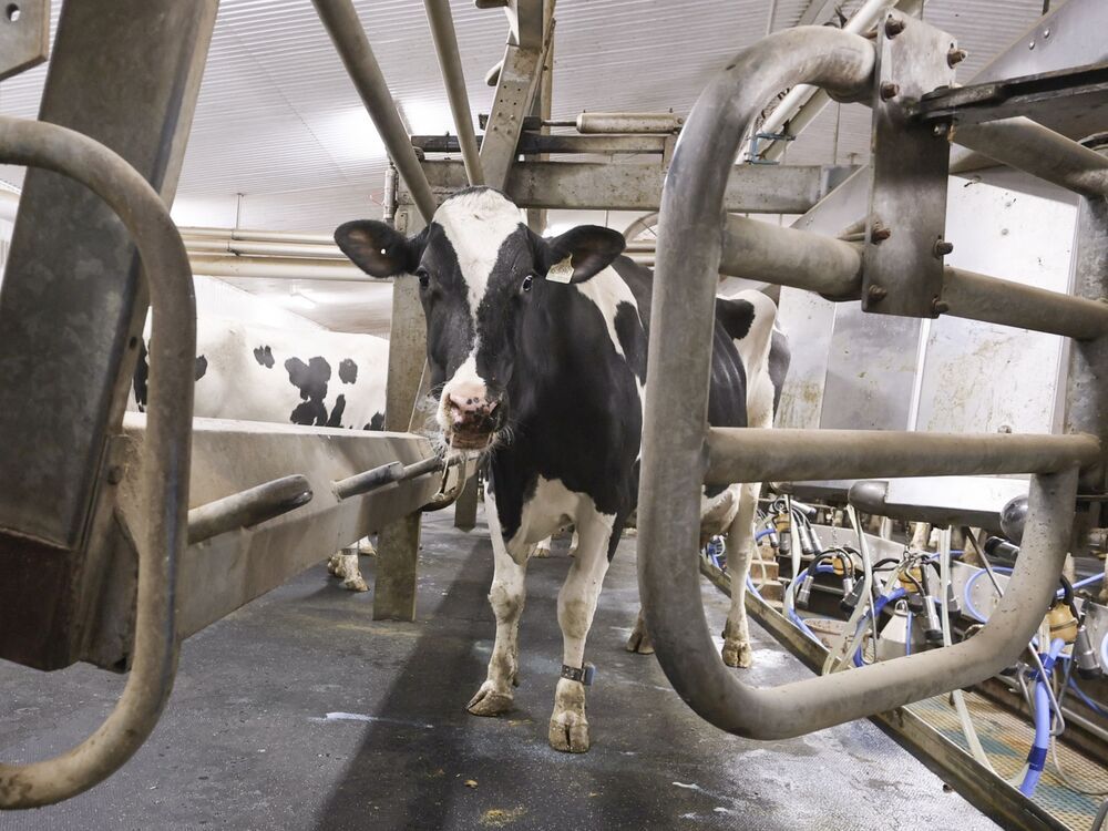 Canada dairy quotas under fire again, U.S. seeks new dispute-end talks ...