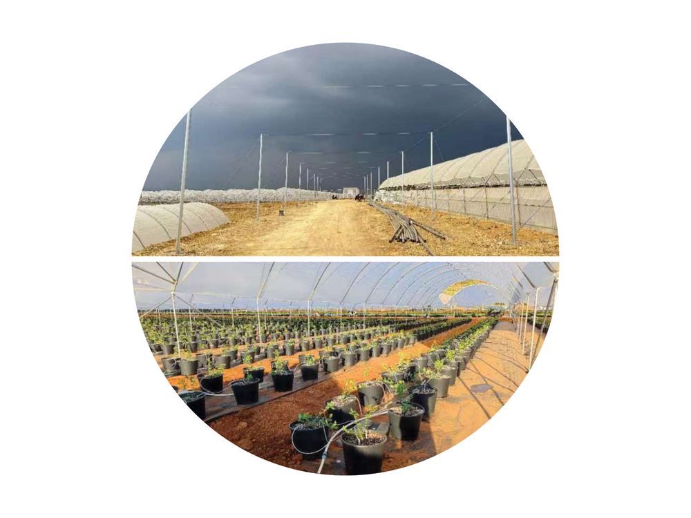 Water Ways Chinese Subsidiary Installs a New Blueberries Wind-Block ...