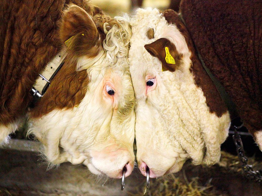 David Rosenberg: Calling bull on the new bull market | Financial Post