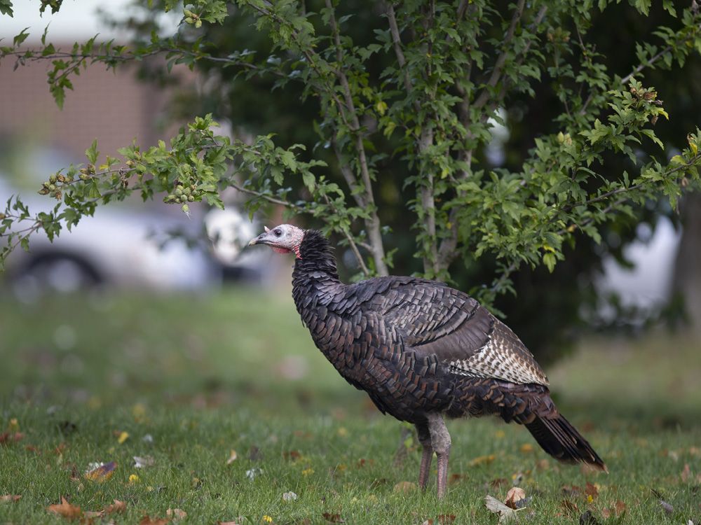 Tech turkeys and the business of picking AI winners at 'silly' prices ...