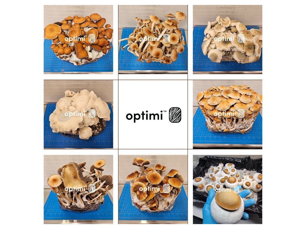 Optimi Health Achieves Genetics Milestone and Completes Psilocybin ...