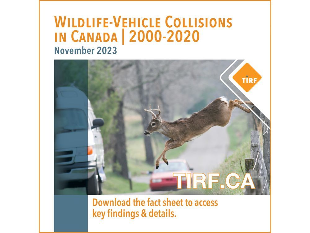 Trends in wildlife-vehicle collisions can guide prevention strategies ...