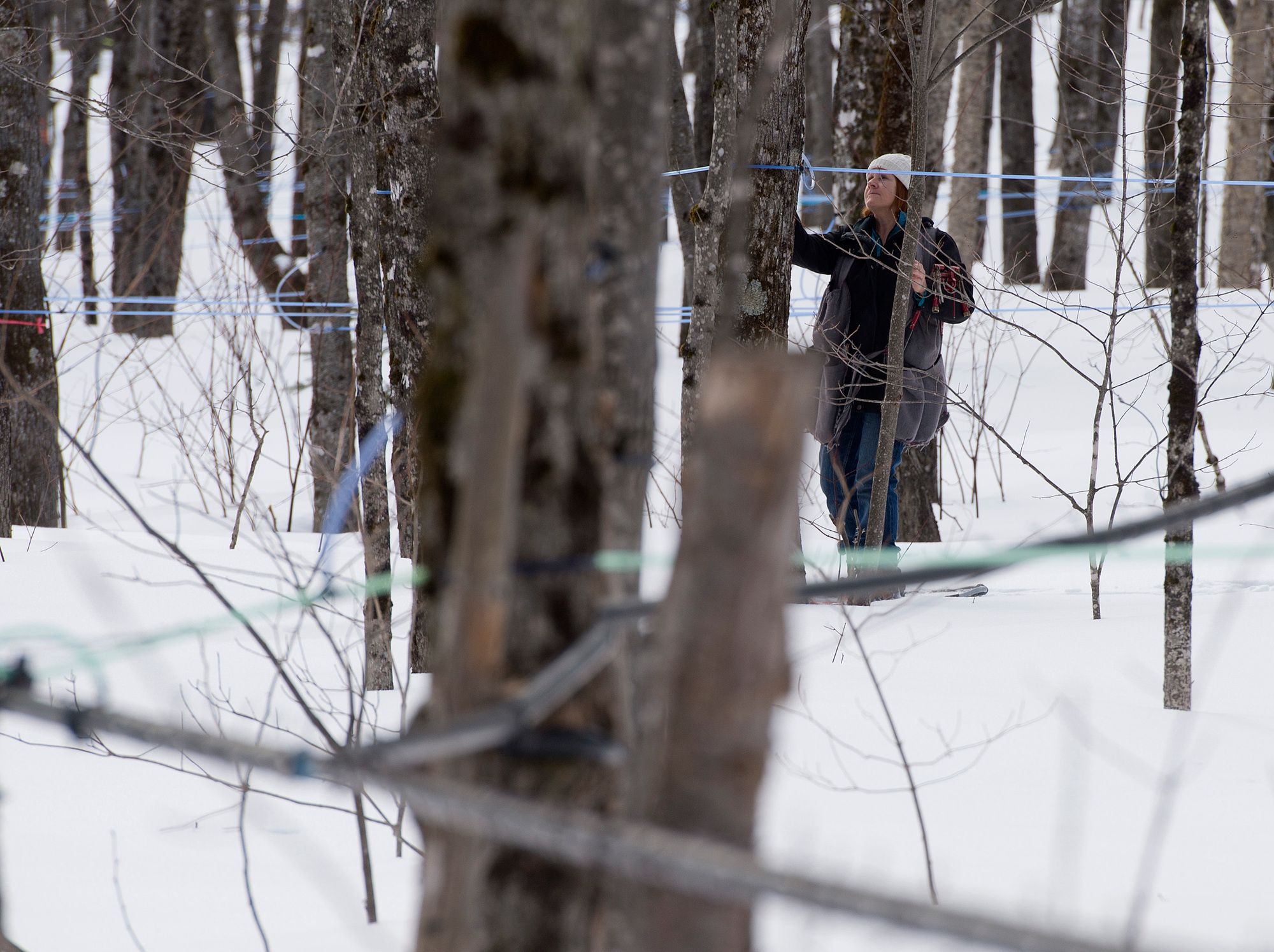 Quebec’s maple syrup farmers struggle with a drop in global demand ...