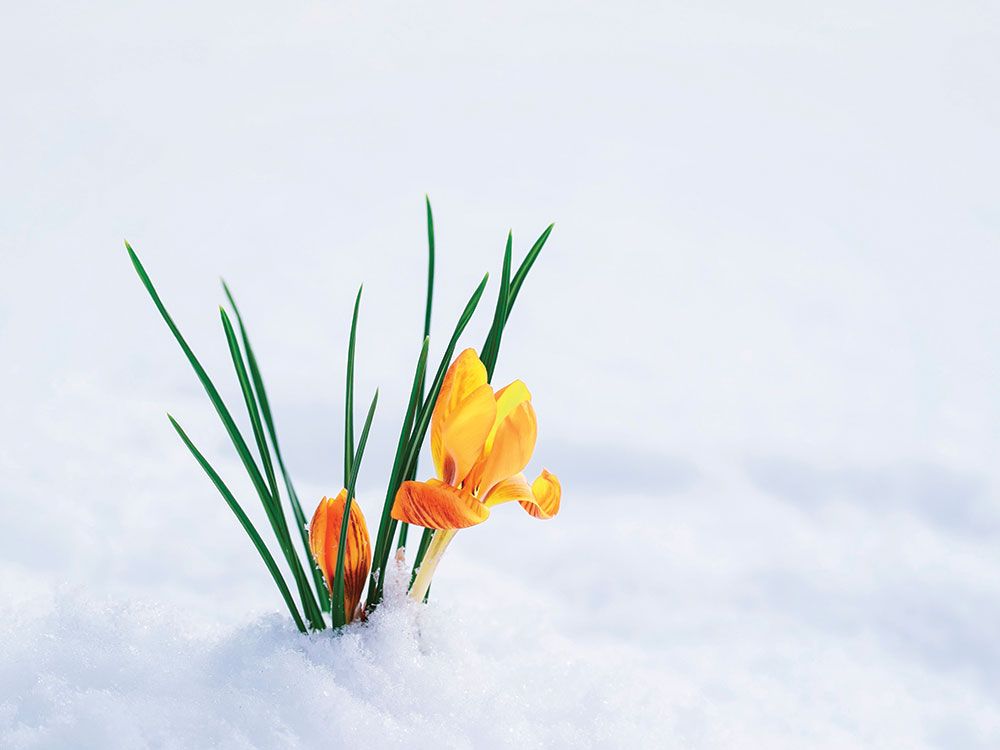 Charlie Mayer: Privatized Connaught Labs is still going strong ...