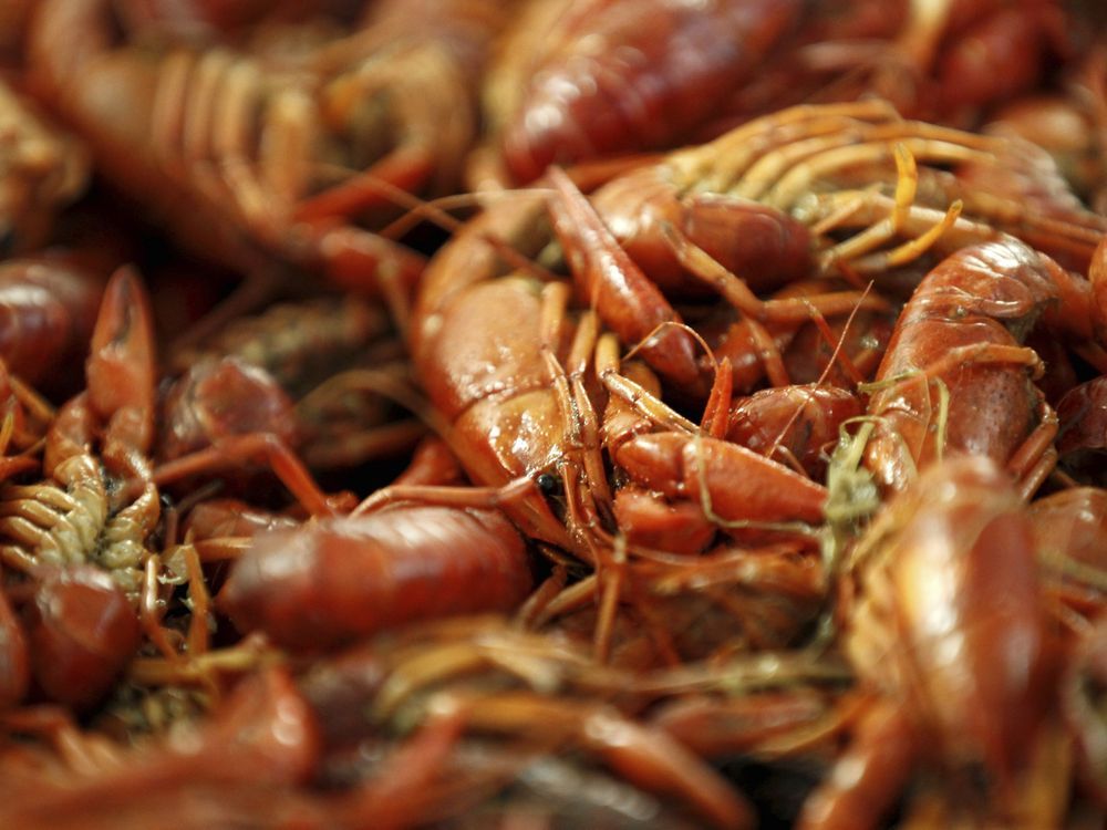 Drought pinched Louisiana's crawfish harvest, but mudbug fans are ...