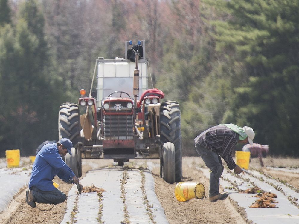 Fines issued for abusing Canada's foreign labour program rise 36% ...