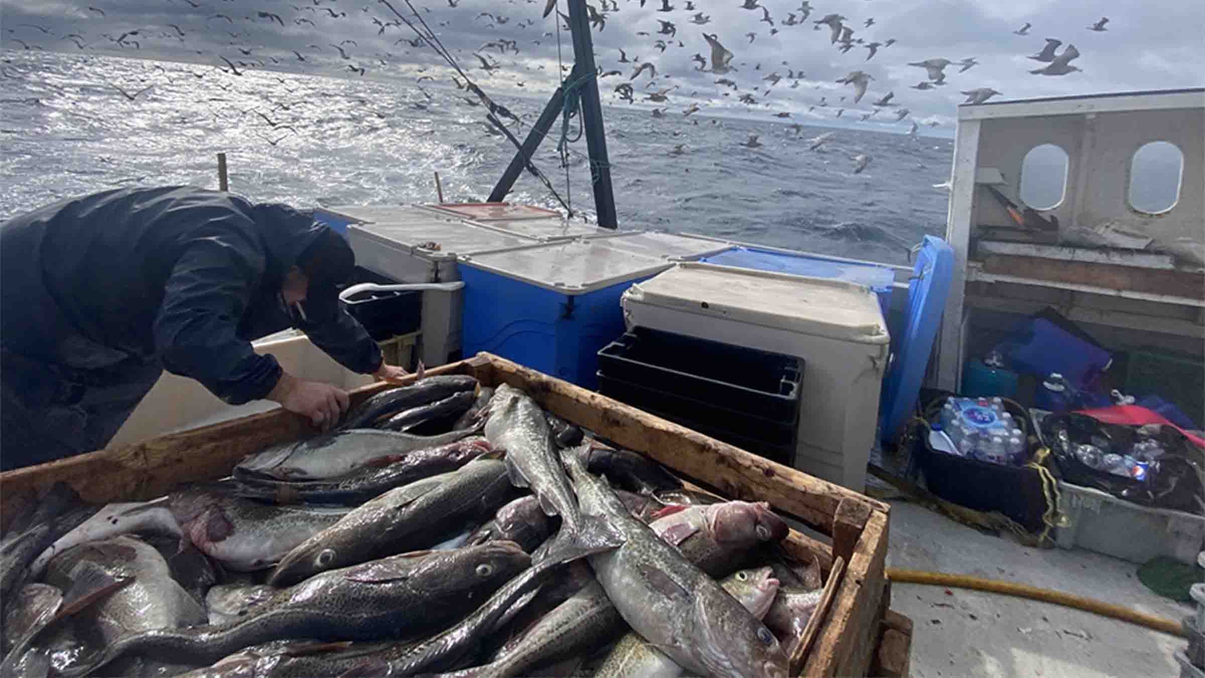 Newfoundland cod fishing makes comeback, but not everyone's happy ...