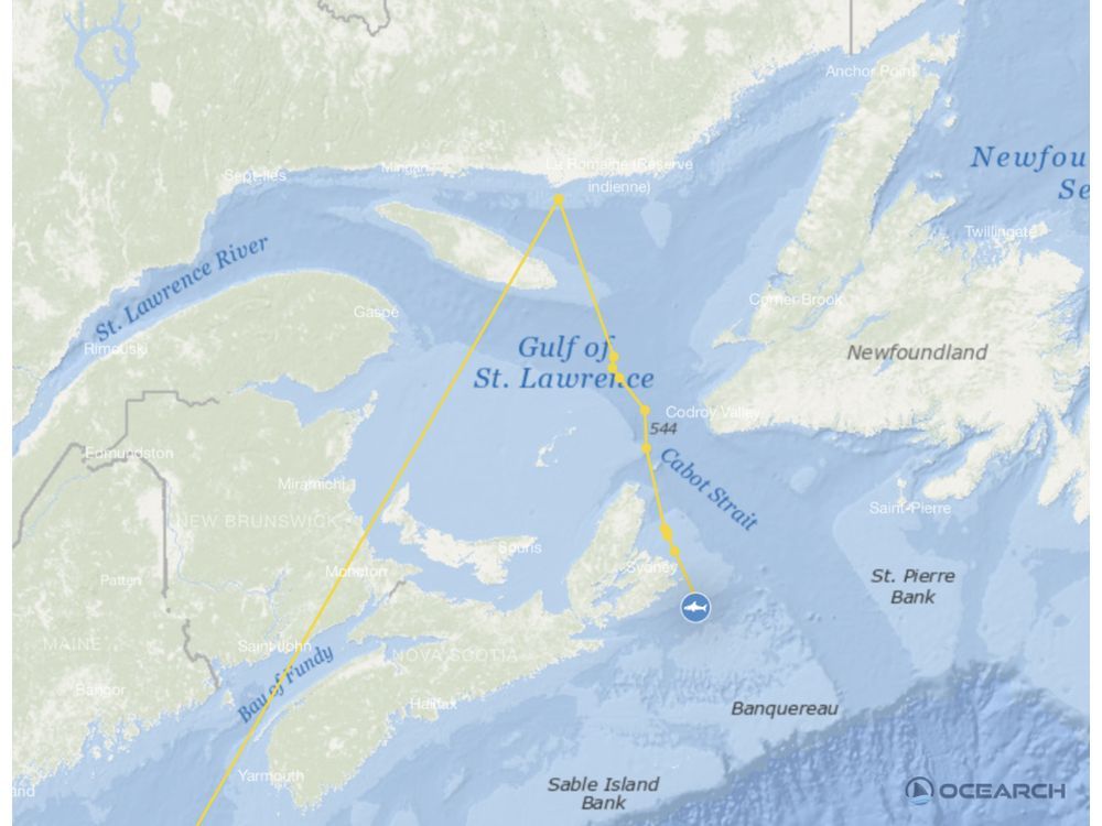 OCEARCH UPDATES THE WORLD ON "CONTENDER," THE LARGEST MALE WHITE SHARK ...