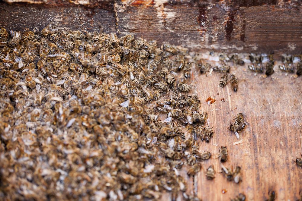 What's killing our country bees? | Healthing.ca