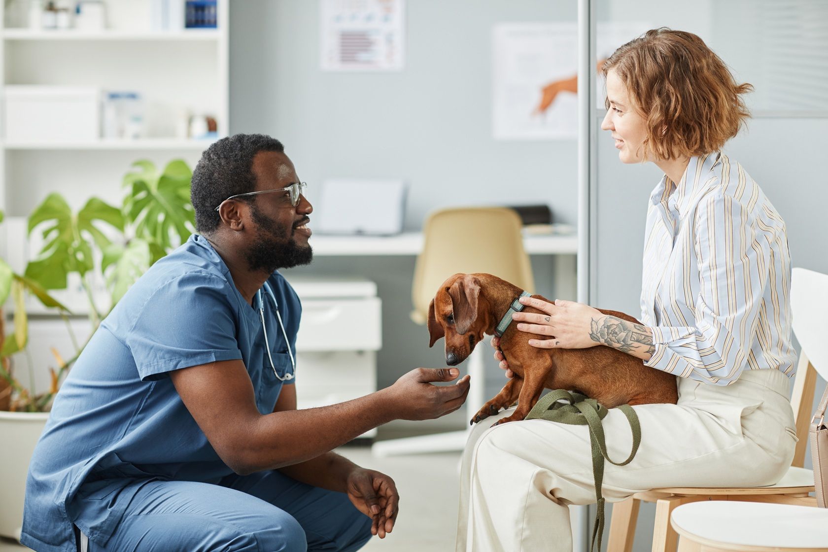 How a trusted veterinarian helps you navigate every stage of your pet’s ...